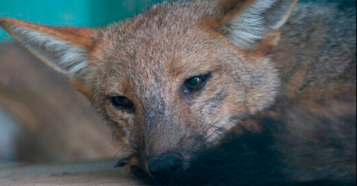 Zorro ‘Run Run’ está enfermo y es sacado del parque de las leyendas