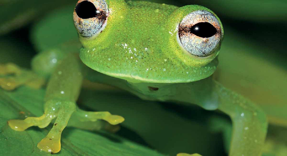 Hallan nueva especie de rana de cristal en Perú