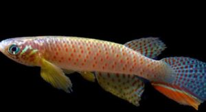 Bolivia: Descubren un pez capaz de sobrevivir fuera del agua